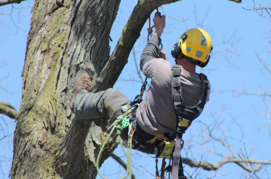 Guidelines To Choose Level 5 Arborist Consultants?