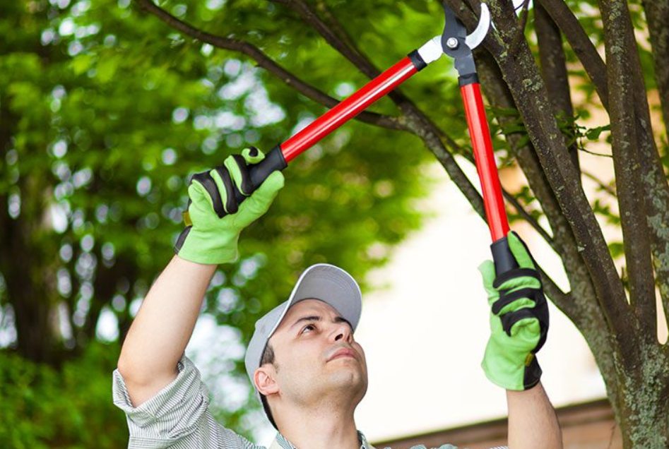 How To Use Tree Pruning To Your Advantage
