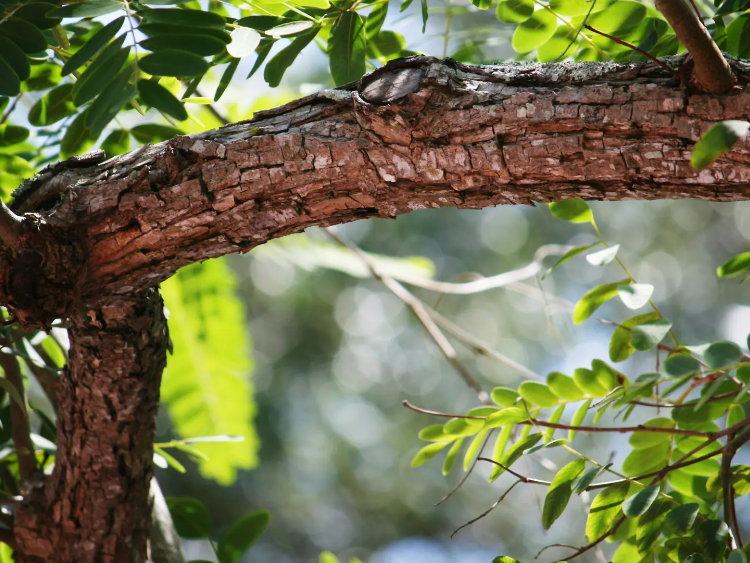 Tree Topping: The Short-Term Solution That Is Harmful Long-Term: