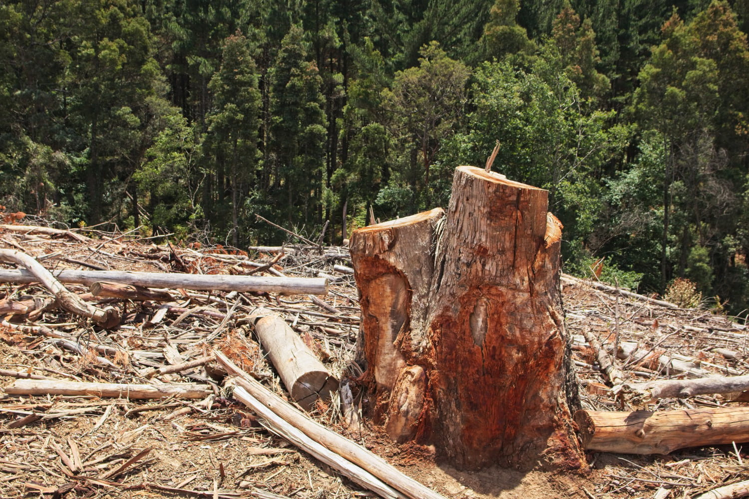 Expert Guide to Tree Lopping on the Gold Coast